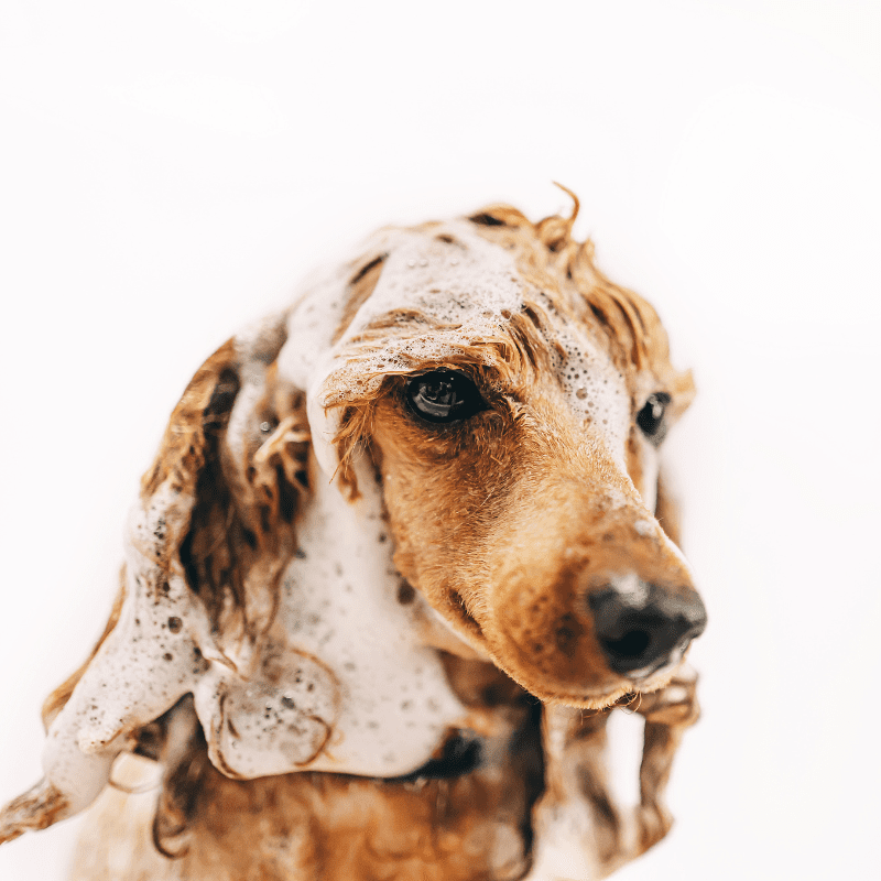 Homemade & Natural Dog Shampoo: Step-by-Step Guide